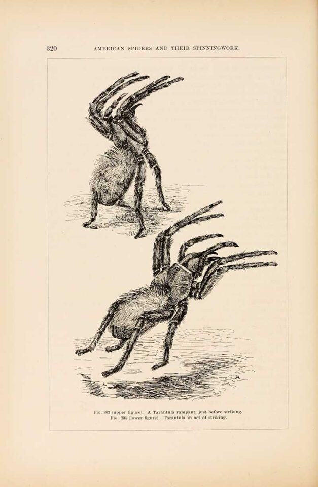 21 Free Vintage Spider Illustrations for A Spooky Halloween - Picture ...
