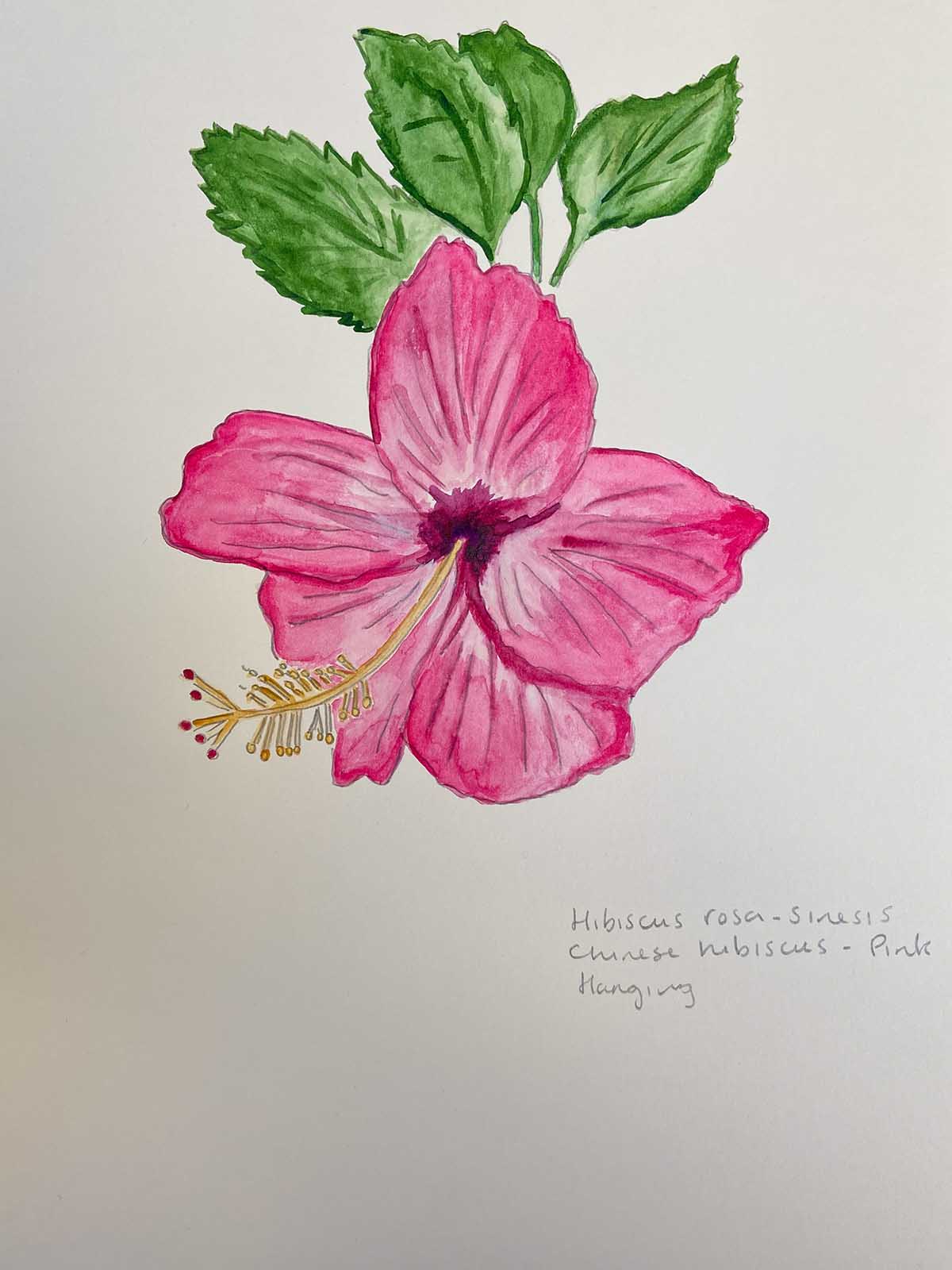 Hawaiian Flower Drawing How To | Best Flower Site