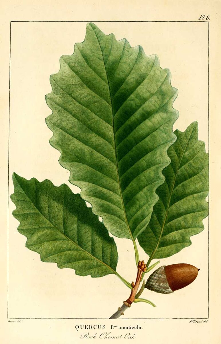 Downloadable Woodland Vintage Botanical Prints For Free - Picture Box Blue
