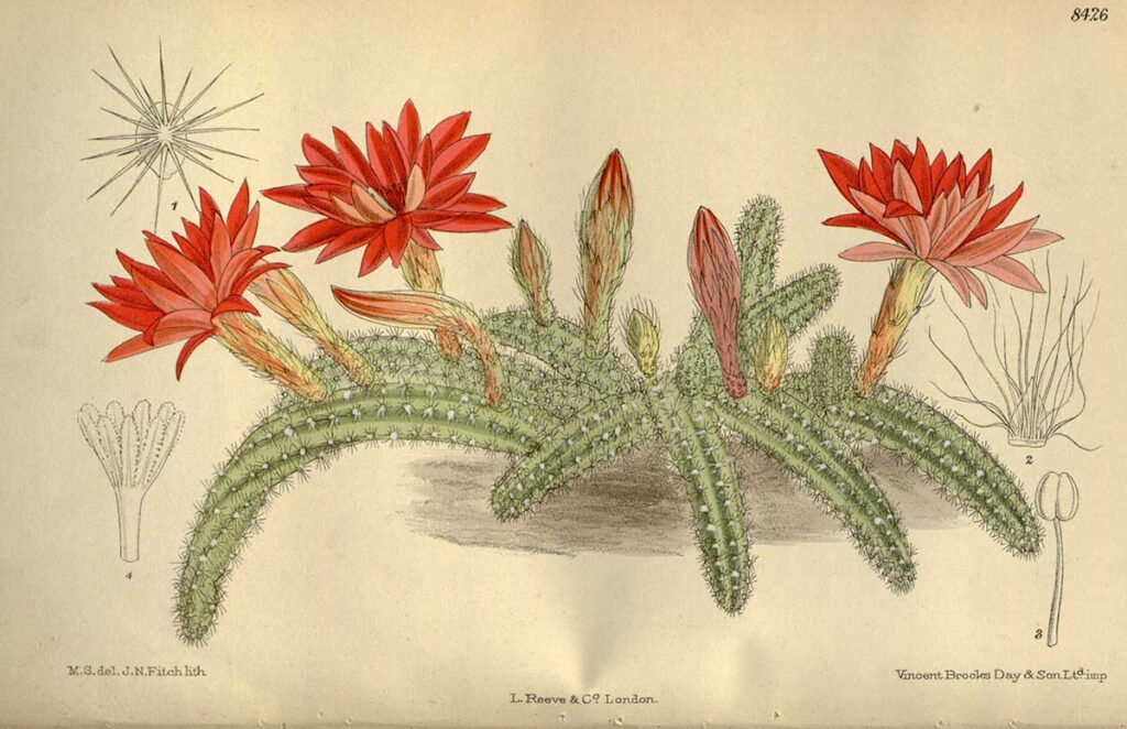 Beautiful Vintage Cactus Paintings to Download - Picture Box Blue