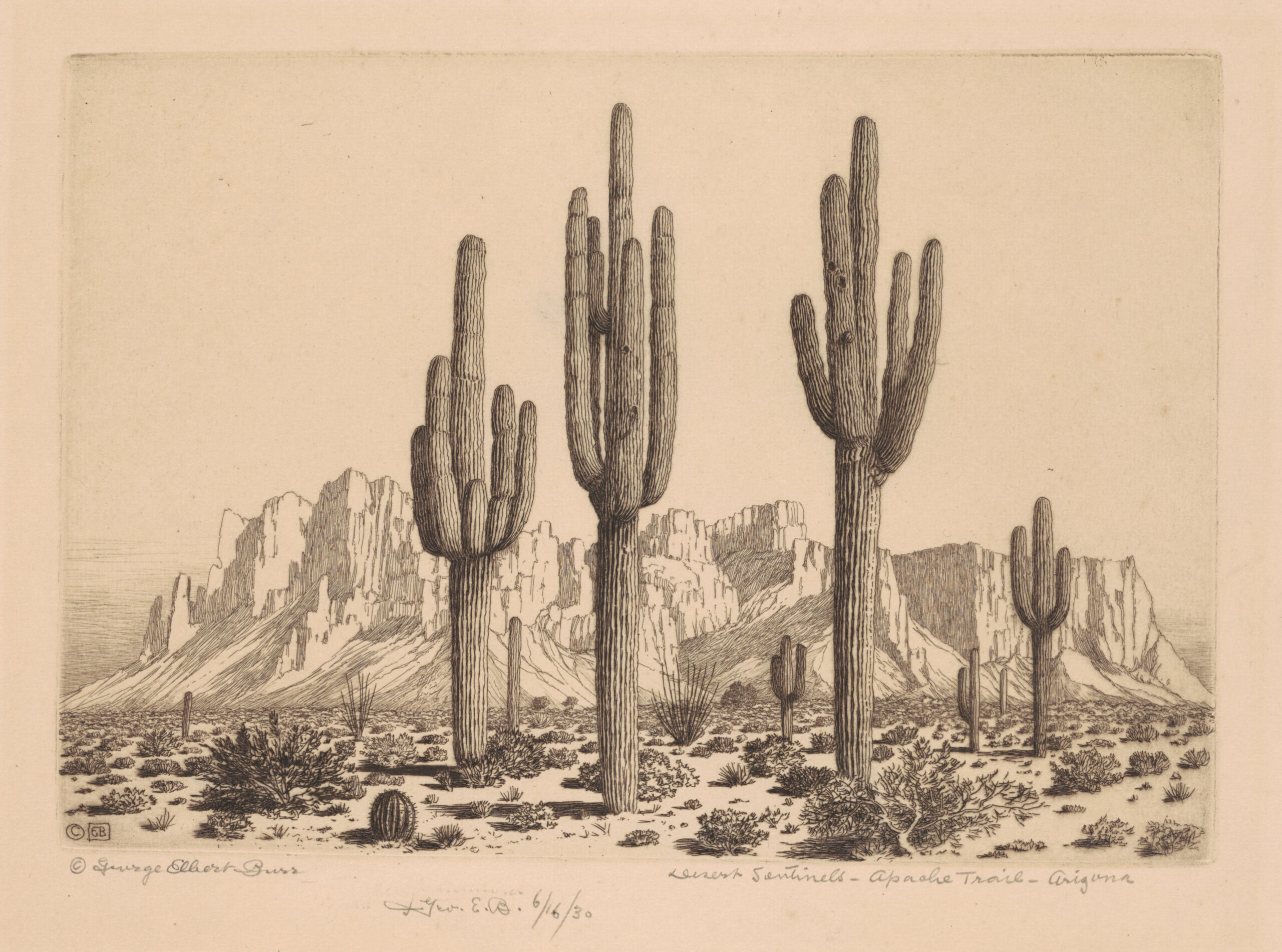 Beautiful Vintage Cactus Paintings to Download - Picture Box Blue