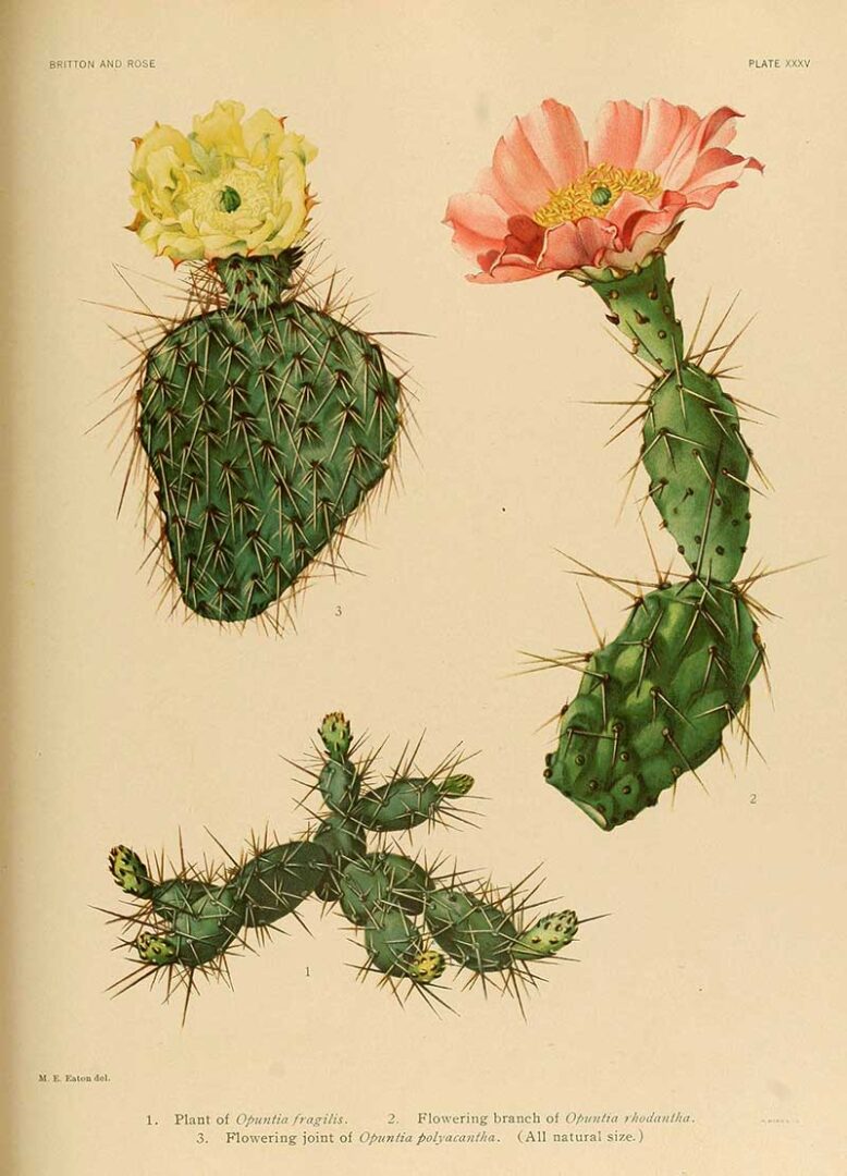 33 Beautiful Vintage Cactus Paintings to Download - Picture Box Blue