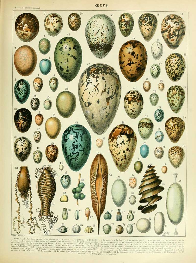 Free Printable Natural History Posters Of Adolphe Millot - Picture Box Blue