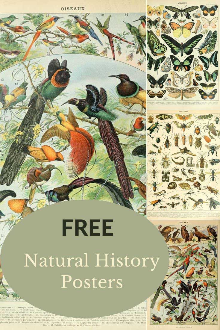 Free Printable Natural History Posters Of Adolphe Millot - Picture Box Blue
