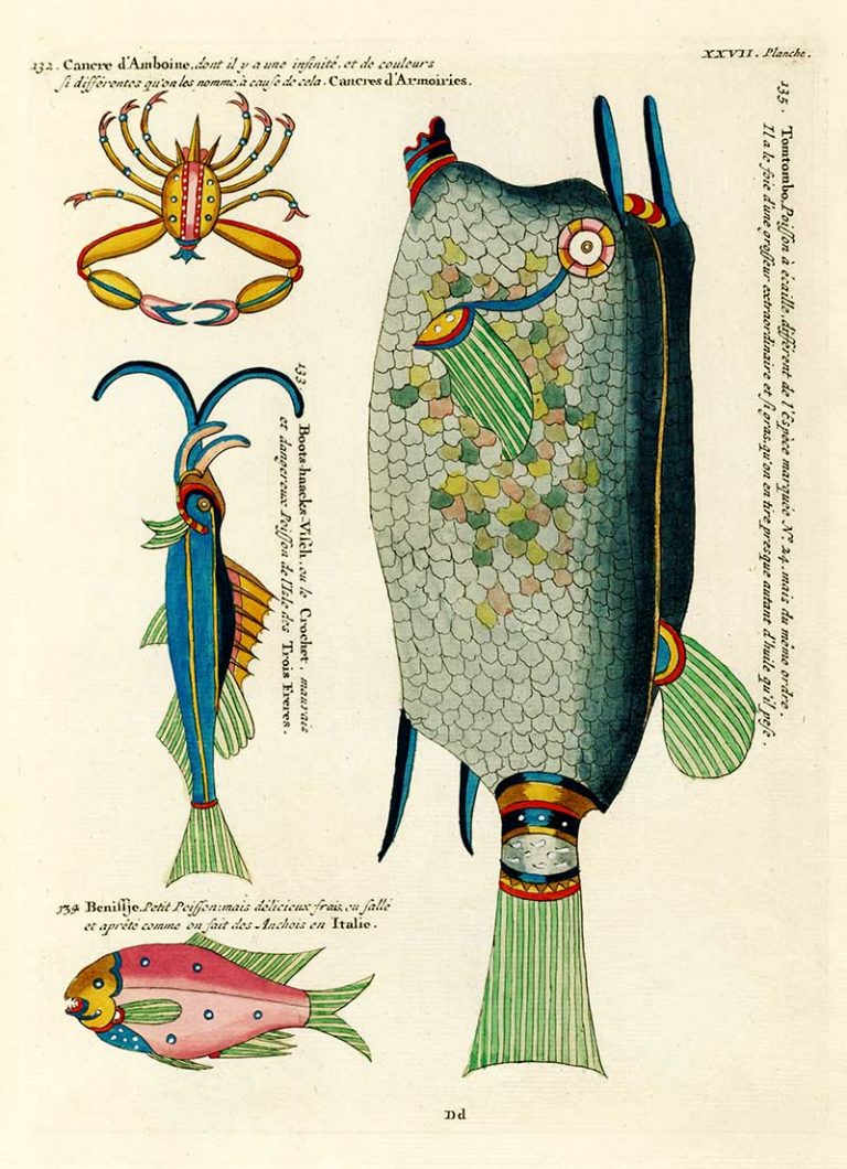 Discovering Louis Renard: Beautiful Fish Illustrations Now Free to ...