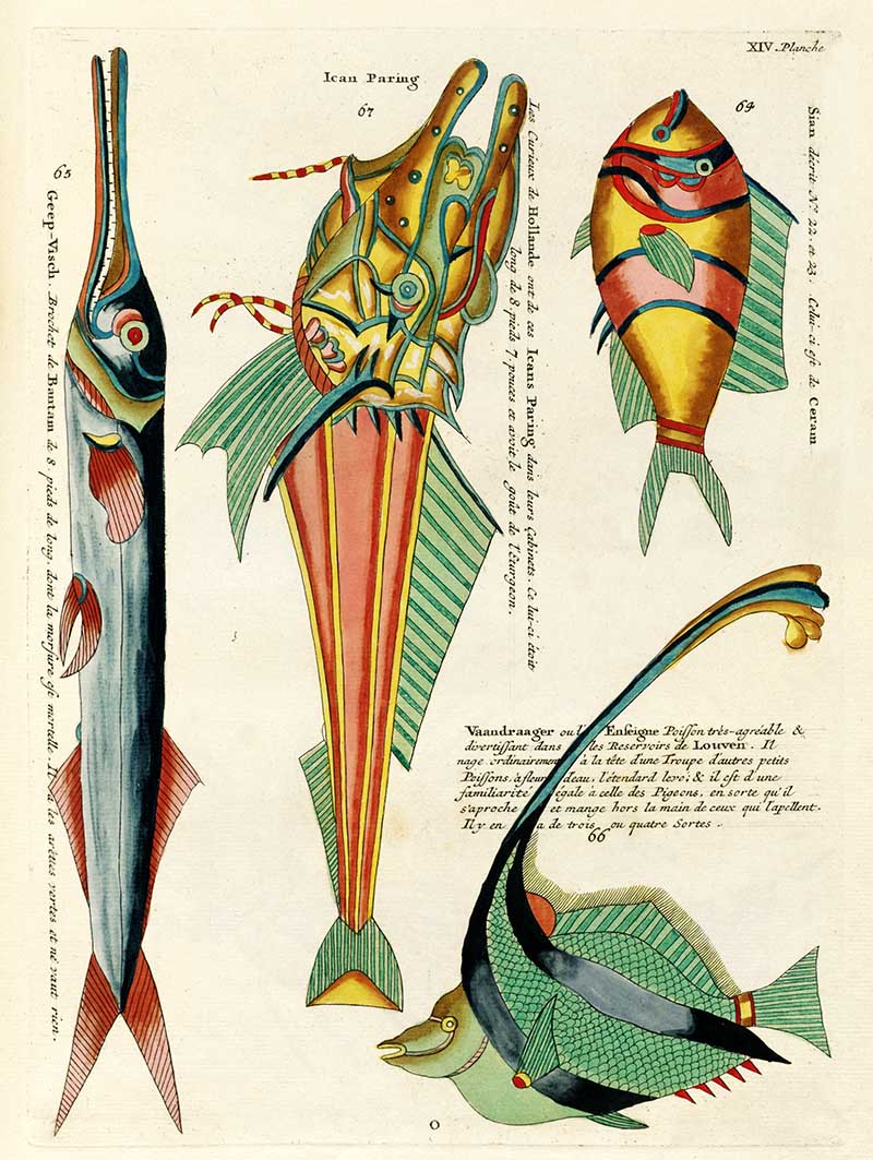 Discovering Louis Renard: Beautiful Fish Illustrations Now Free to ...