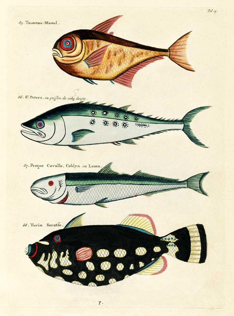 Discovering Louis Renard: Beautiful Fish Illustrations Now Free to ...