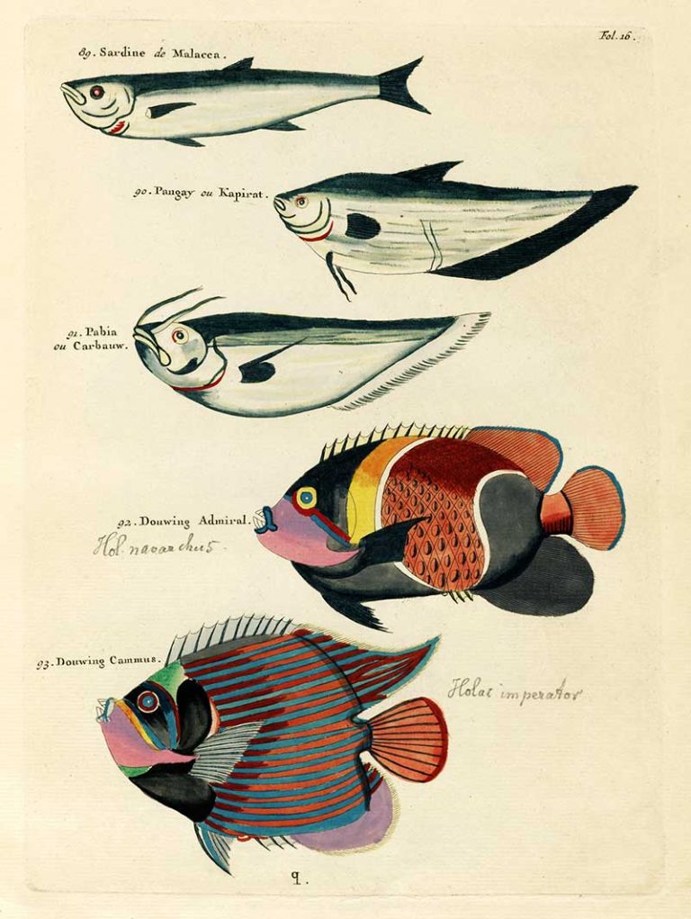 Discovering Louis Renard: Beautiful Fish Illustrations Now Free to ...