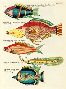 Discovering Louis Renard: Beautiful Fish Illustrations Now Free to ...