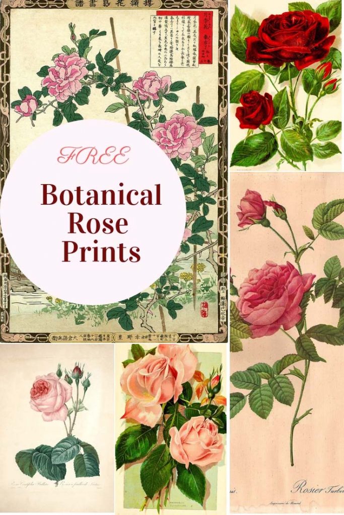 14 Free Vintage Botanical Rose Prints In The Public Domain - Picture ...