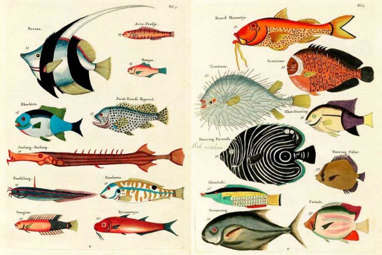 Sealife - Picture Box Blue