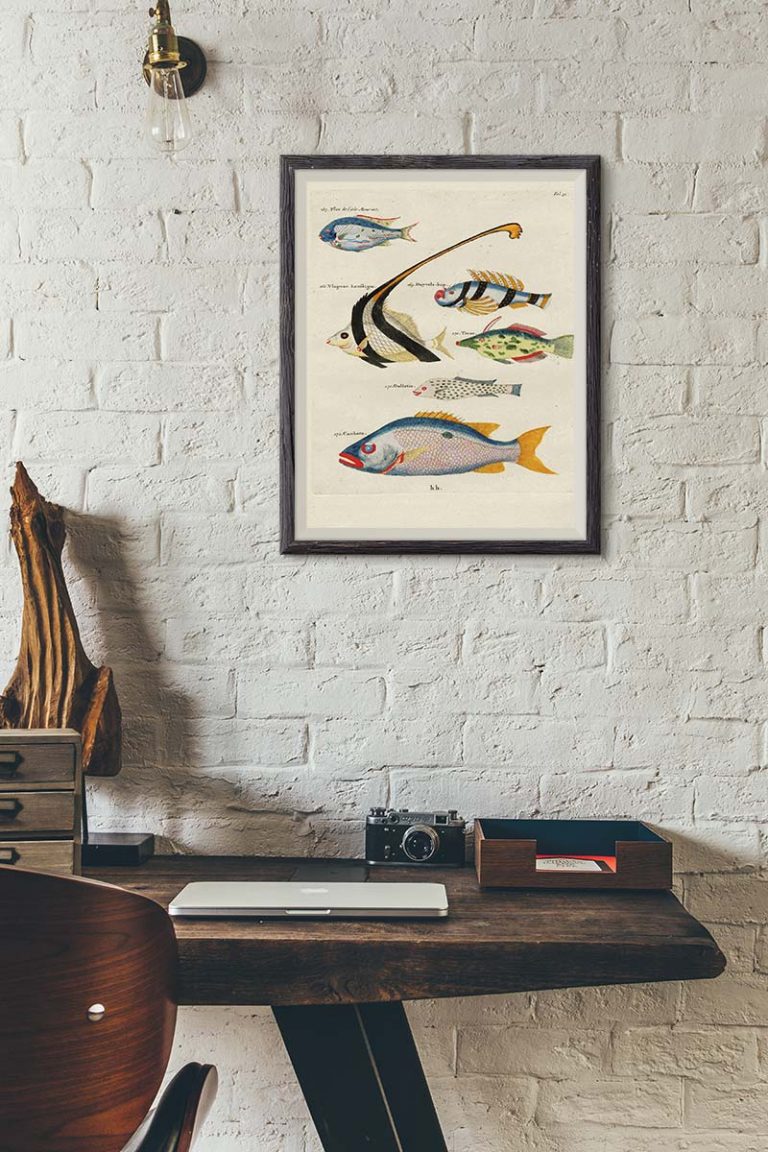 Discovering Louis Renard: Beautiful Fish Illustrations Now Free to ...