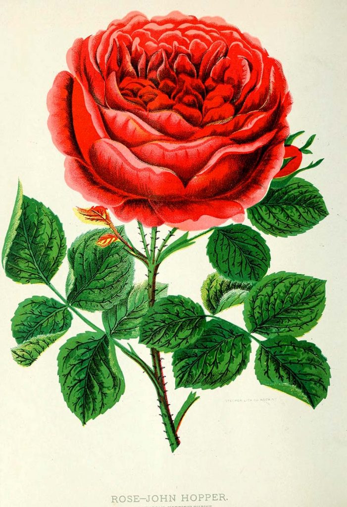 14 Free Vintage Botanical Rose Prints In The Public Domain - Picture ...