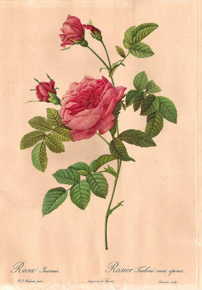 14 Free Vintage Botanical Rose Prints In The Public Domain - Picture ...