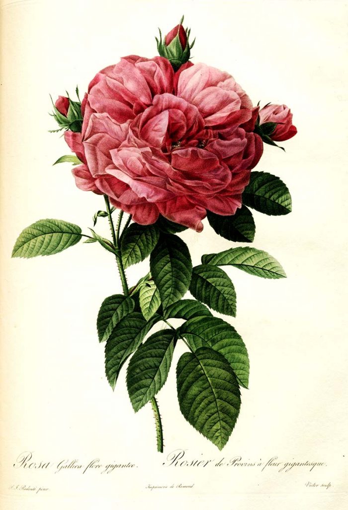 14 Free Vintage Botanical Rose Prints In The Public Domain - Picture ...