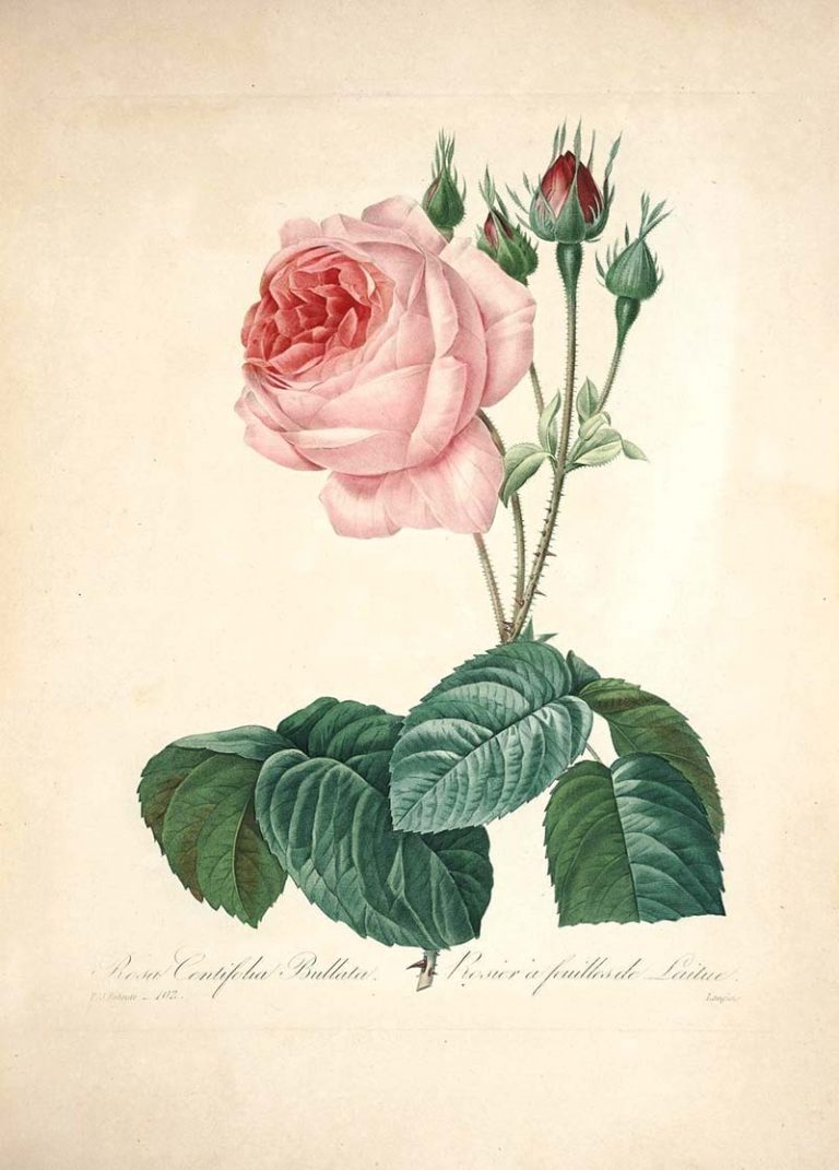14 Free Vintage Botanical Rose Prints In The Public Domain - Picture ...