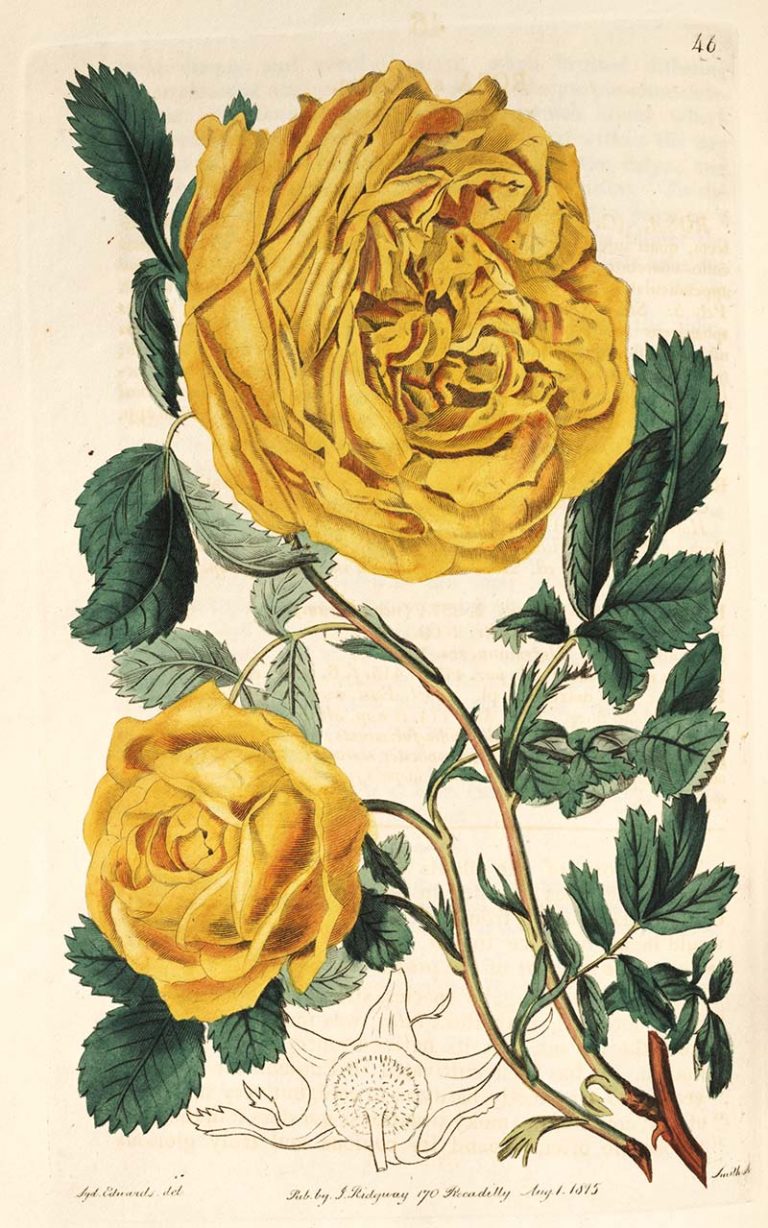 14 Free Vintage Botanical Rose Prints In The Public Domain - Picture ...