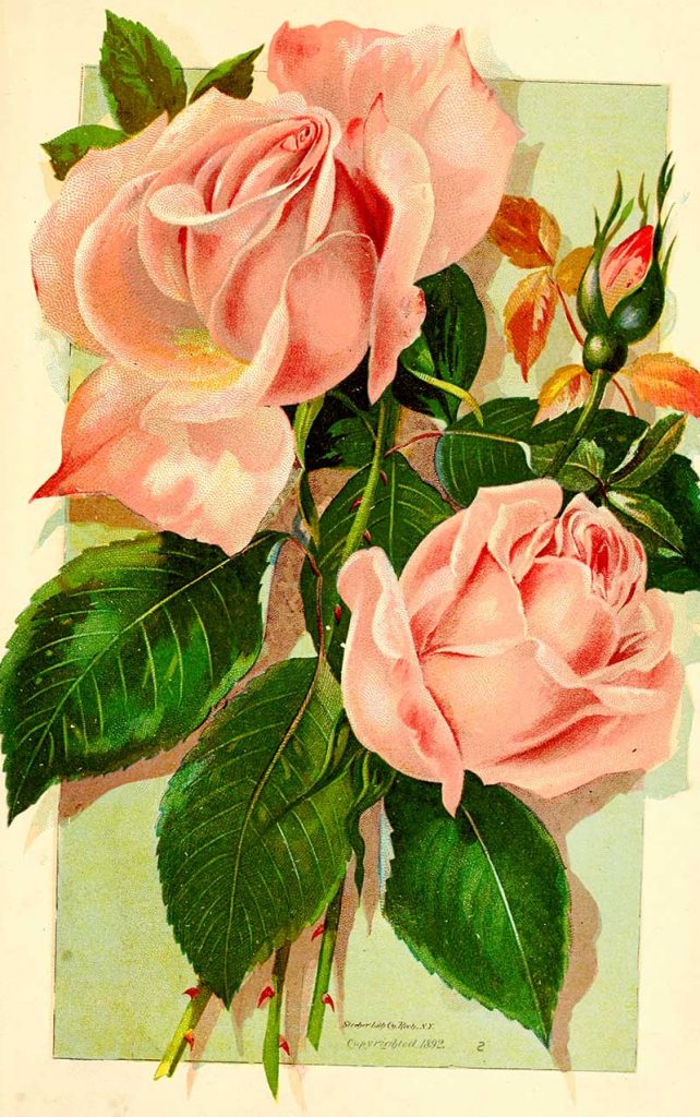 14 Free Vintage Botanical Rose Prints In The Public Domain - Picture ...
