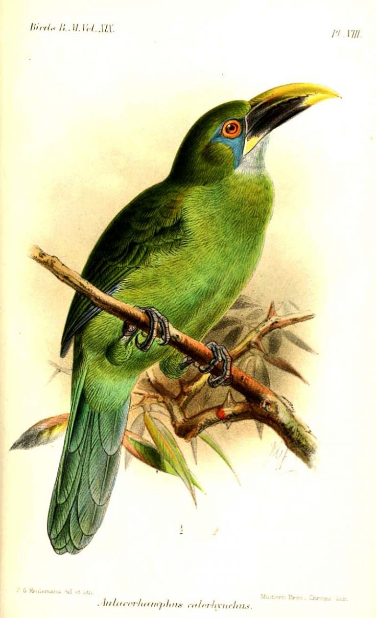 12 Amazing Vintage Toucan Bird Art Prints & Paintings - Picture Box Blue