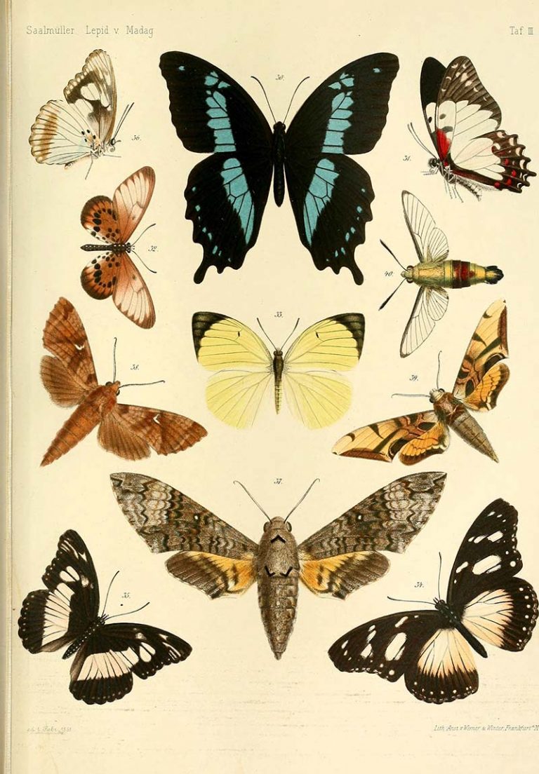 15 Vintage Butterfly Prints and Illustrations: A Free Treasure Trove ...