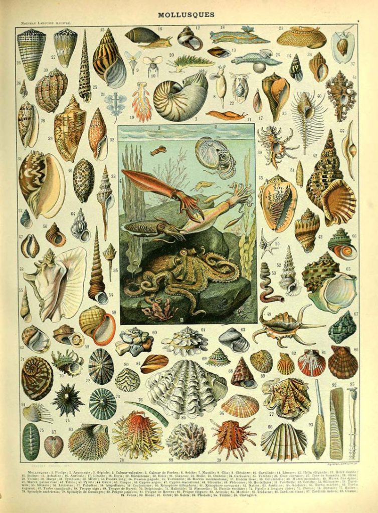 Dive into the Depths: Free Sea Life and Marine Life Posters from the ...