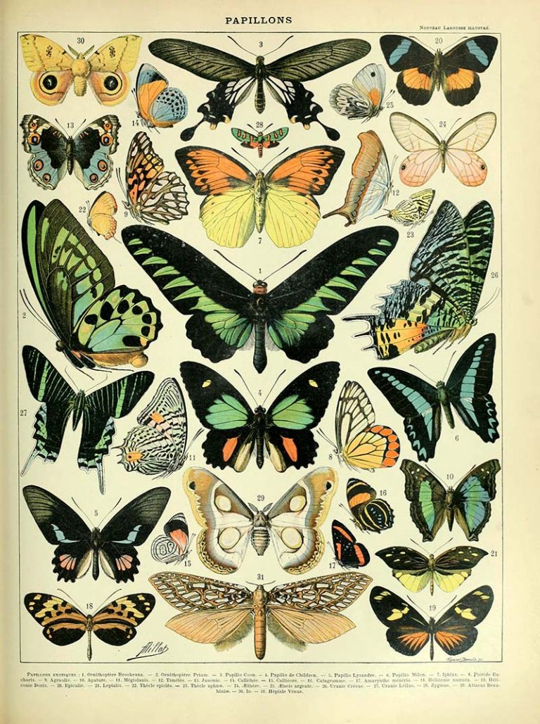15 Vintage Butterfly Prints and Illustrations: A Free Treasure Trove ...