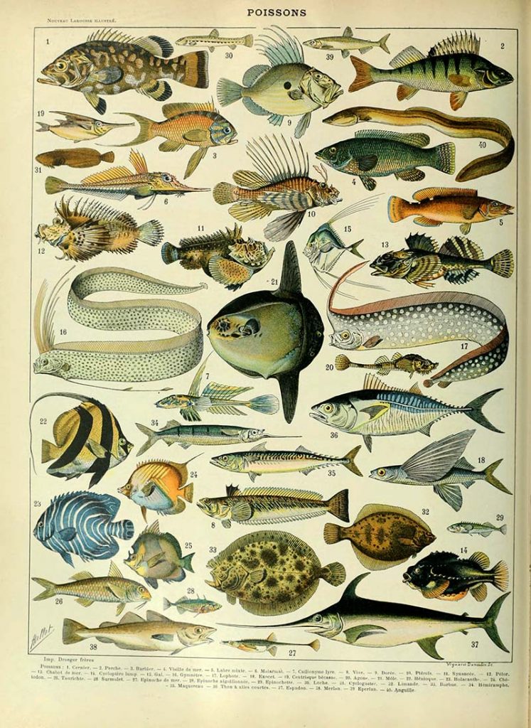 Dive into the Depths: Free Sea Life and Marine Life Posters from the ...
