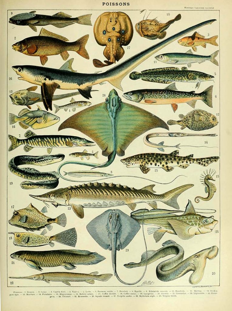 Dive into the Depths: Free Sea Life and Marine Life Posters from the ...
