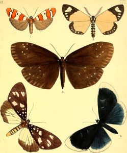 15 Vintage Butterfly Prints and Illustrations: A Free Treasure Trove ...