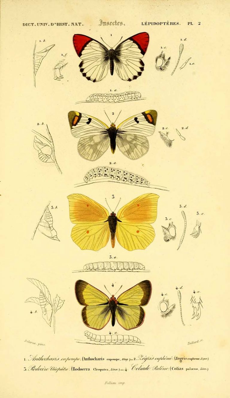 15 Vintage Butterfly Prints and Illustrations: A Free Treasure Trove ...