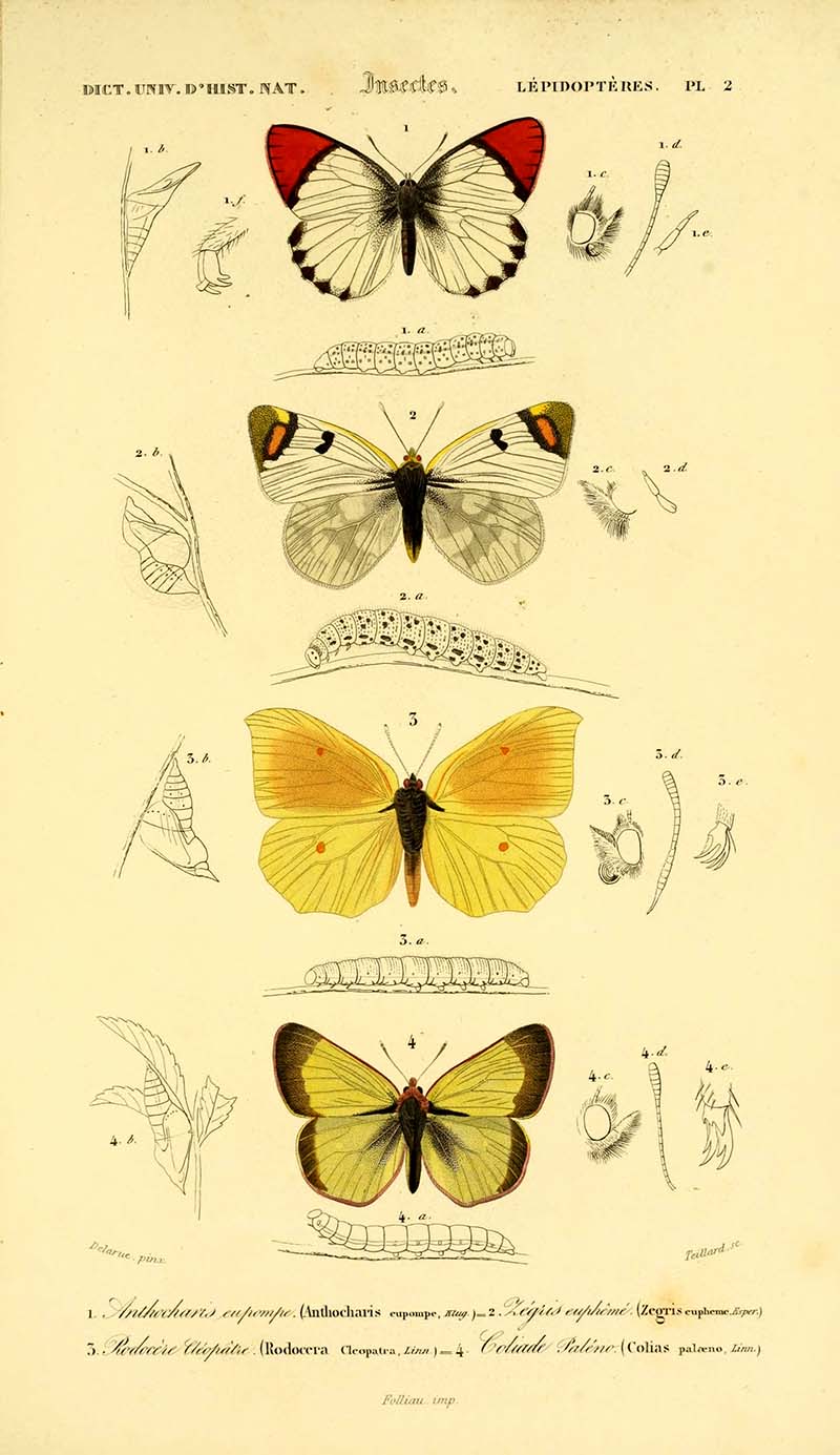 15 Vintage Butterfly Prints and Illustrations: A Free Treasure Trove ...