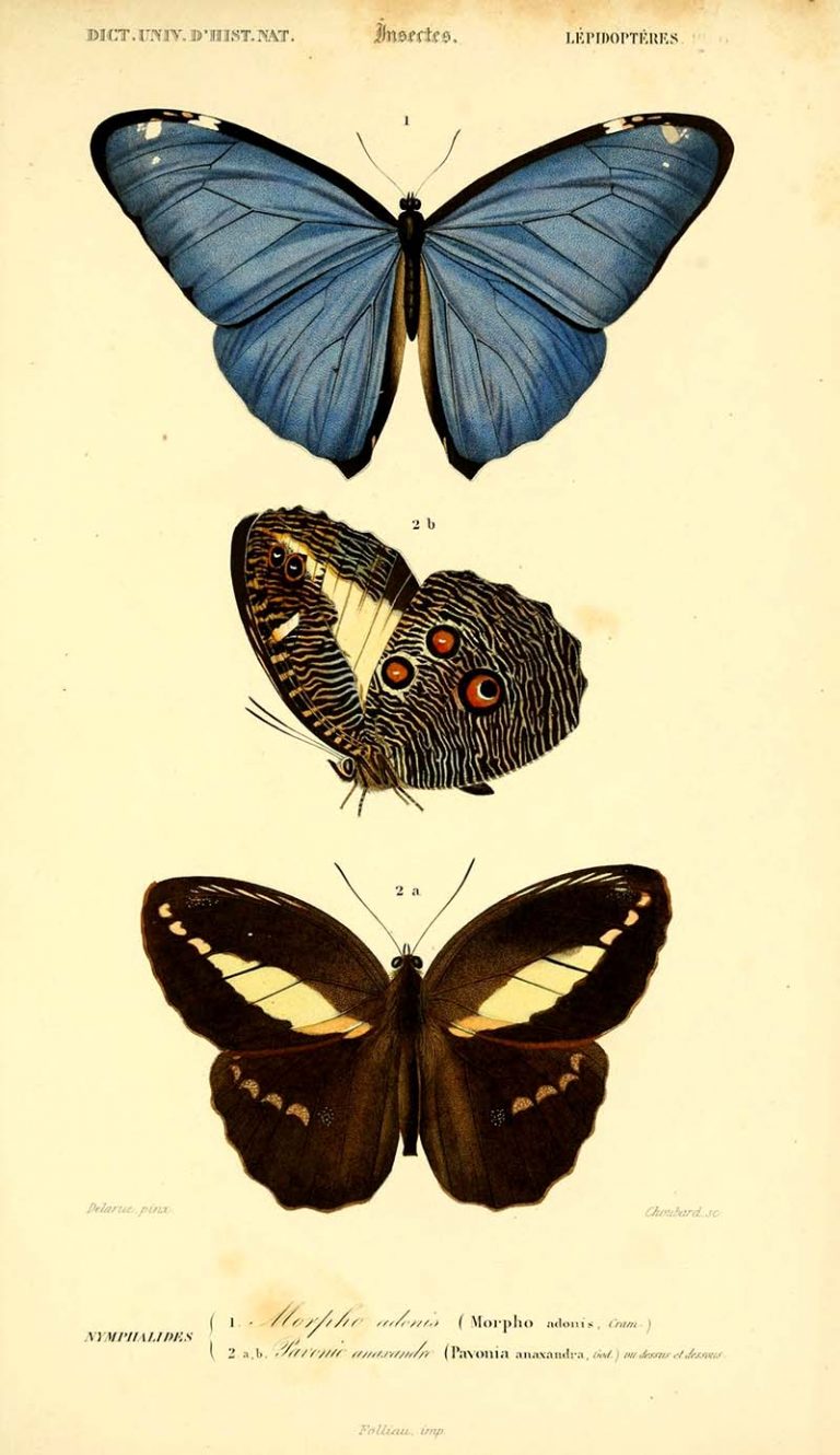 15 Vintage Butterfly Prints and Illustrations: A Free Treasure Trove ...