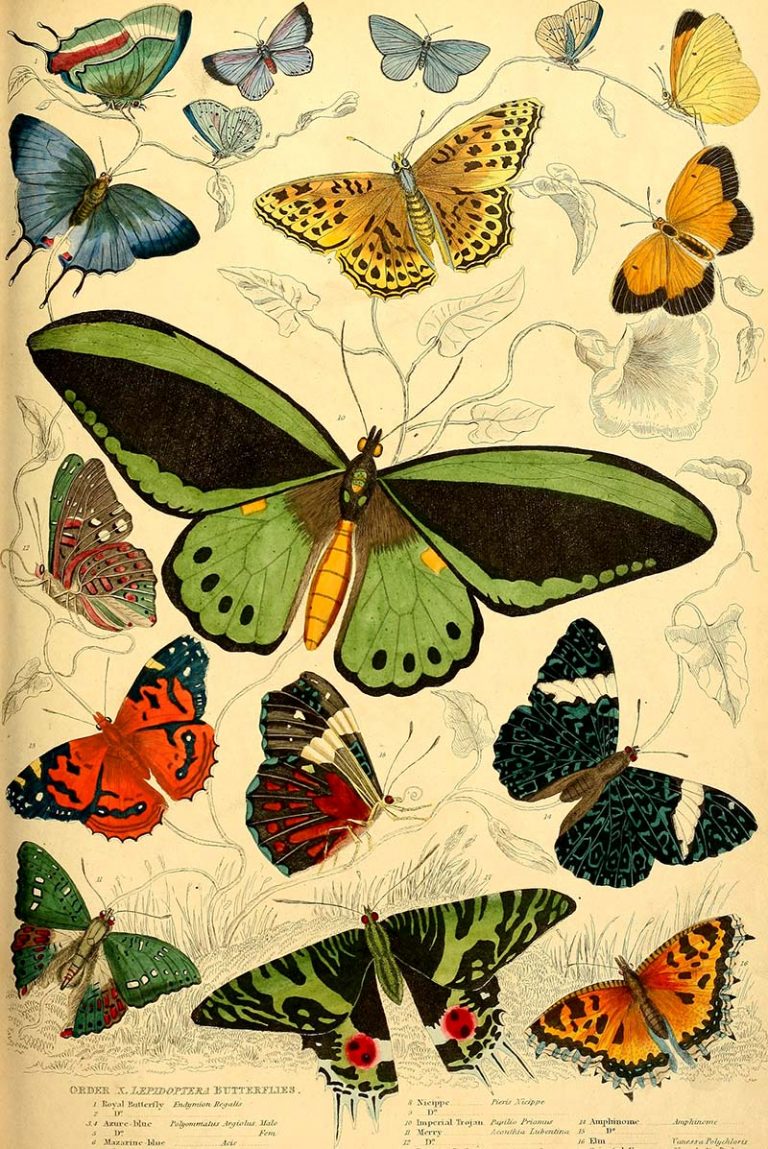 15 Vintage Butterfly Prints and Illustrations: A Free Treasure Trove ...