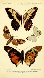 15 Vintage Butterfly Prints and Illustrations: A Free Treasure Trove ...