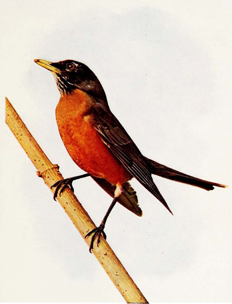 Free American Songbirds Illustrations: A Symphony of Colour and Art ...