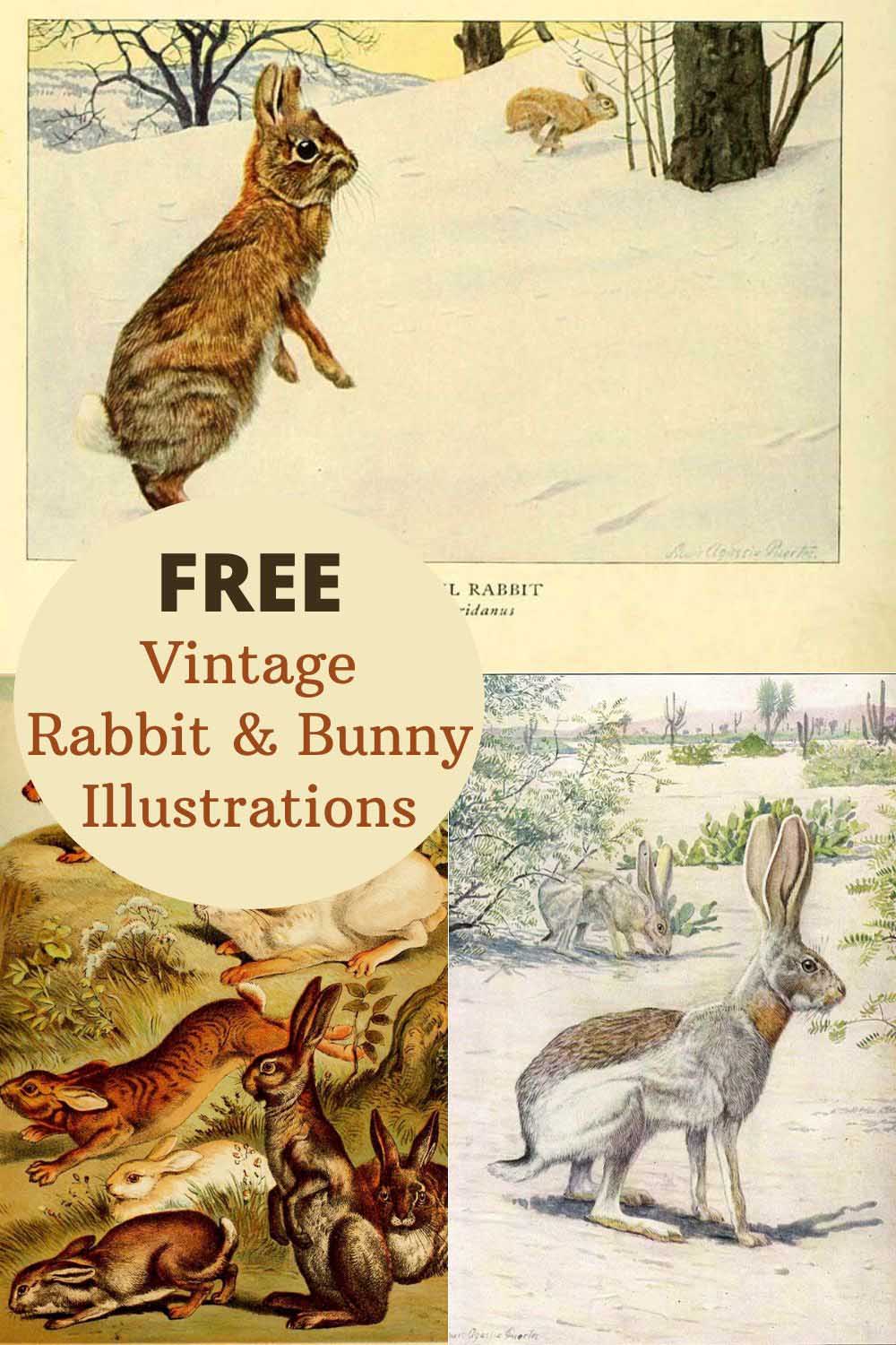 Free Cute Vintage Rabbit & Easter Bunny Pictures - Picture Box Blue