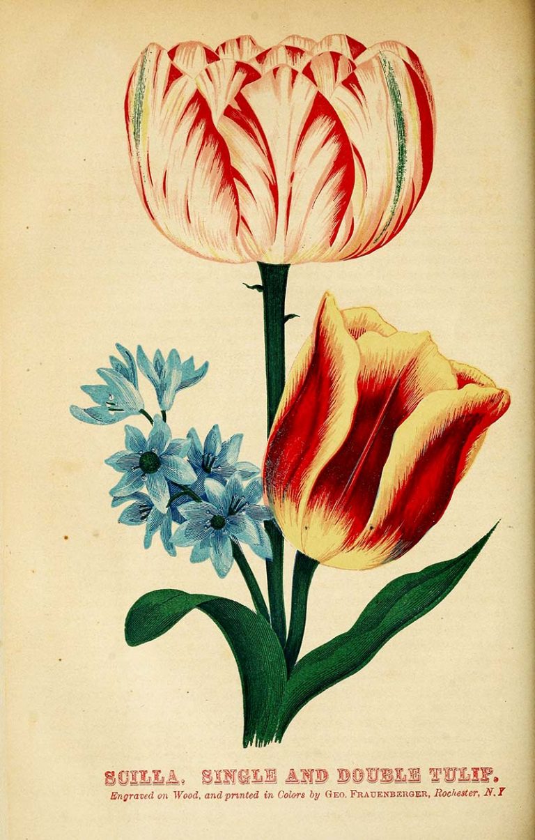 Beautiful Vintage Tulip Paintings To Download For Free - Picture Box Blue