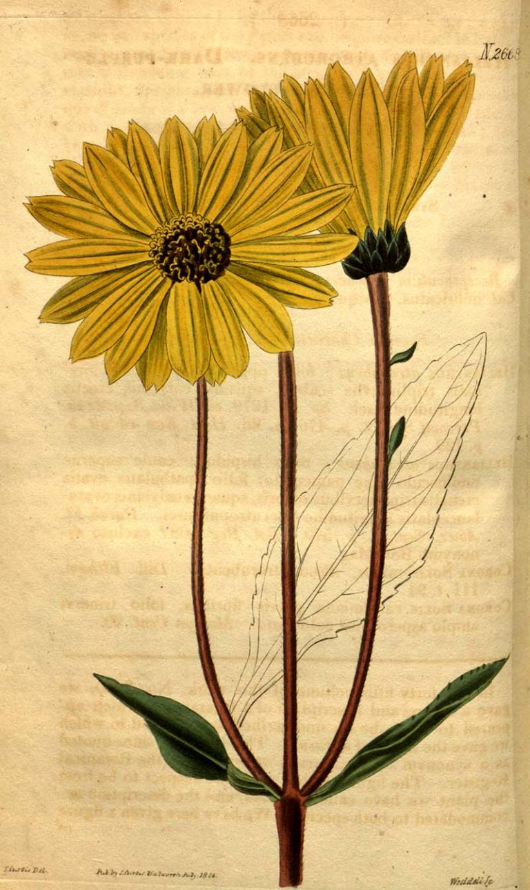Stunning Free Botanical Sunflower Drawings In The Public Domain ...