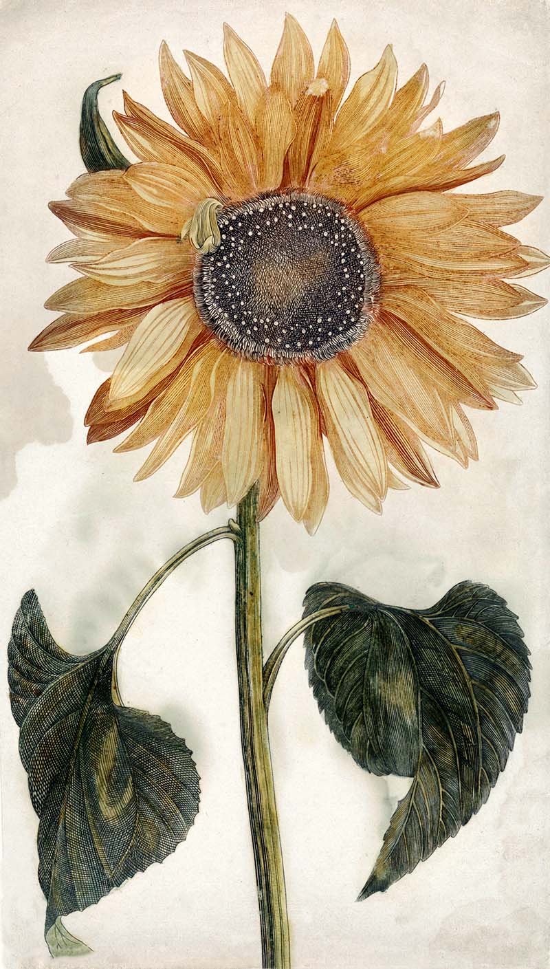Stunning Free Botanical Sunflower Drawings In The Public Domain ...