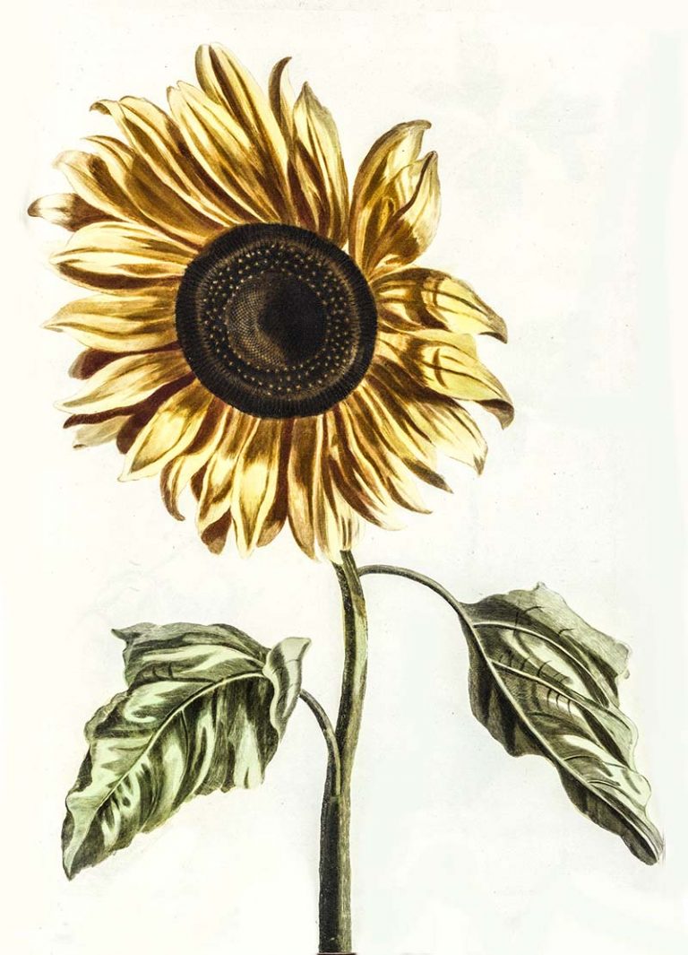 Stunning Free Botanical Sunflower Drawings In The Public Domain ...