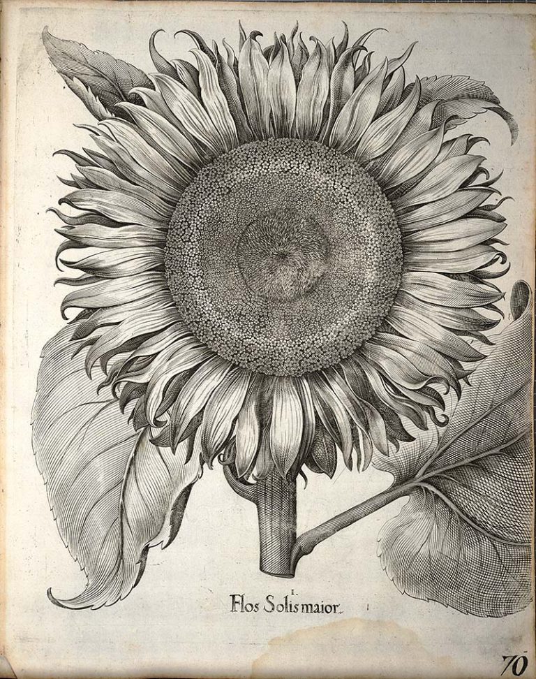 Stunning Free Botanical Sunflower Drawings In The Public Domain ...
