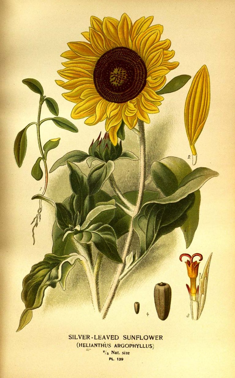 Stunning Free Botanical Sunflower Drawings In The Public Domain ...