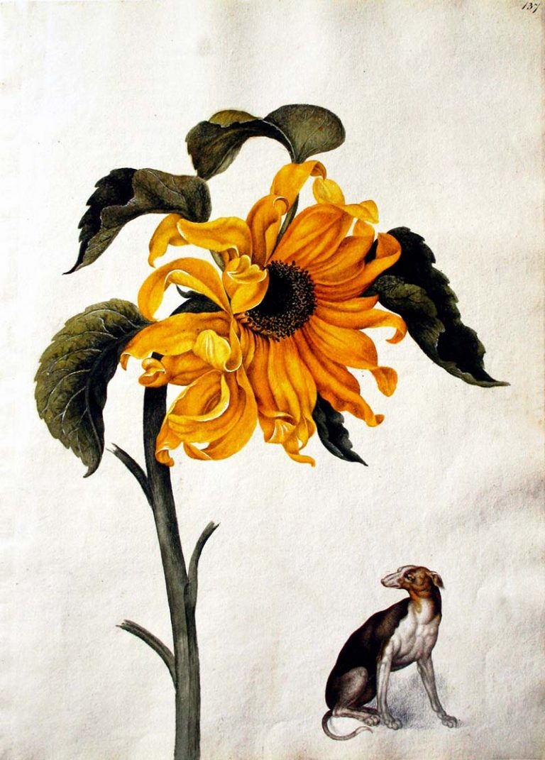 Stunning Free Botanical Sunflower Drawings In The Public Domain ...