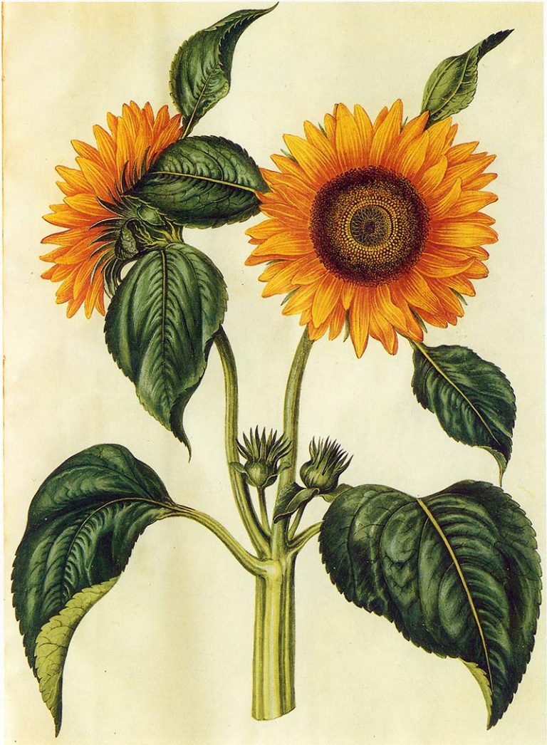 Stunning Free Botanical Sunflower Drawings In The Public Domain ...