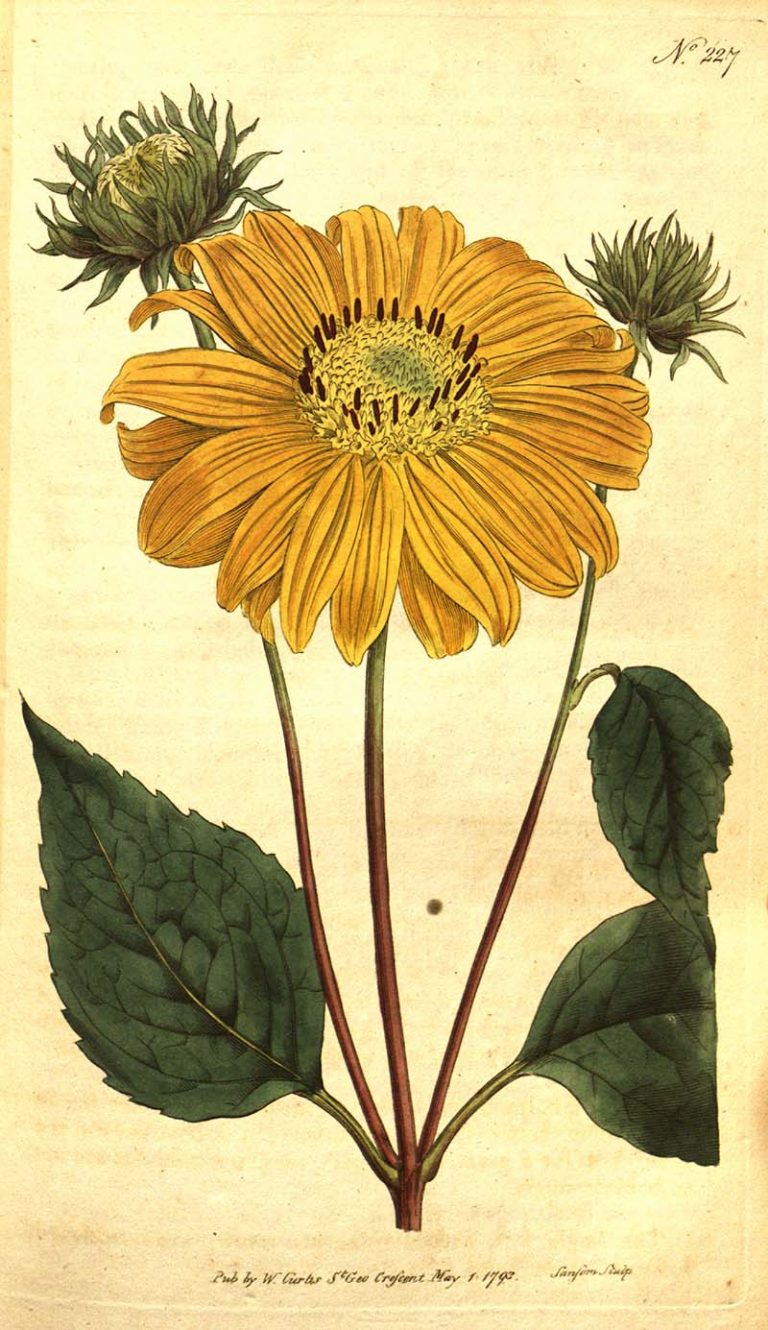 Stunning Free Botanical Sunflower Drawings In The Public Domain ...