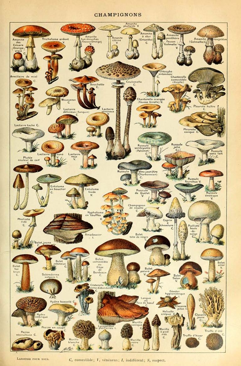 21 Free Mushroom Charts And Mushroom Illustrations To Print - Picture ...