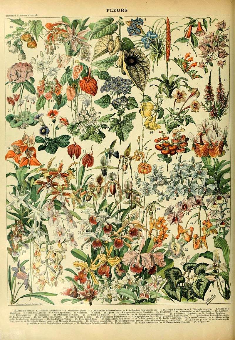 Amazing Free Collection Of Antique Botanical Posters - Picture Box Blue