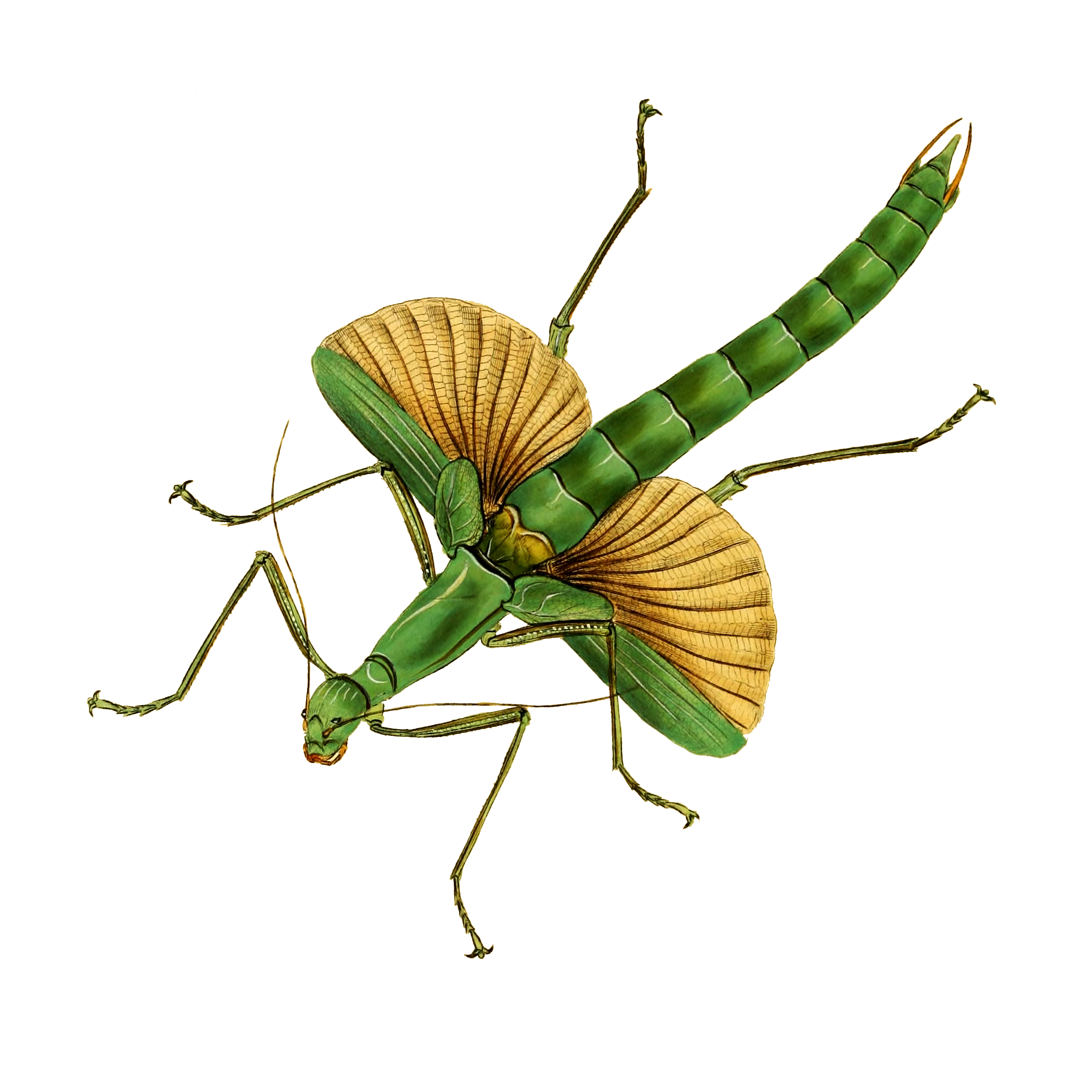 Wonderful Vintage Free Insect Prints To Download - Picture Box Blue