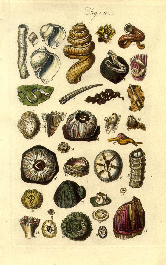 Stunning Free Vintage Shell Posters And Images - Picture Box Blue