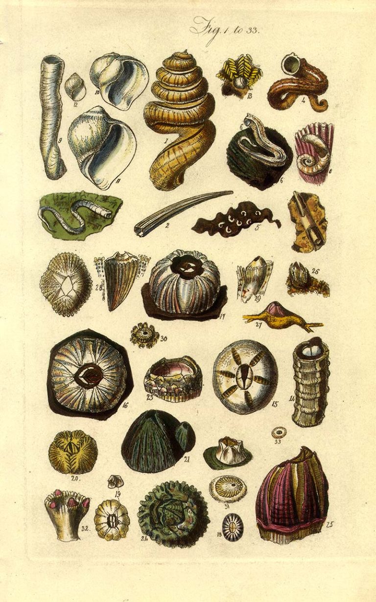 Stunning Free Vintage Shell Posters And Images - Picture Box Blue